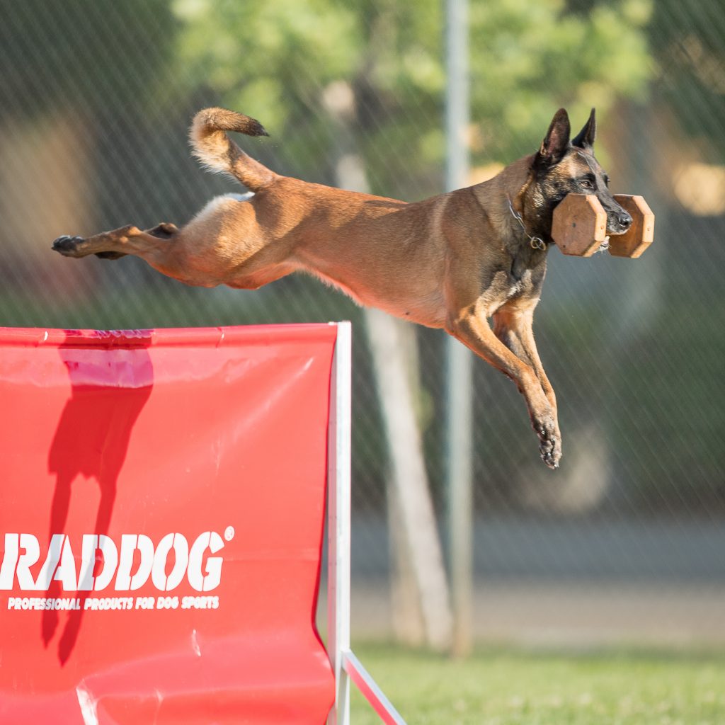 How to… | American Working Dog Federation