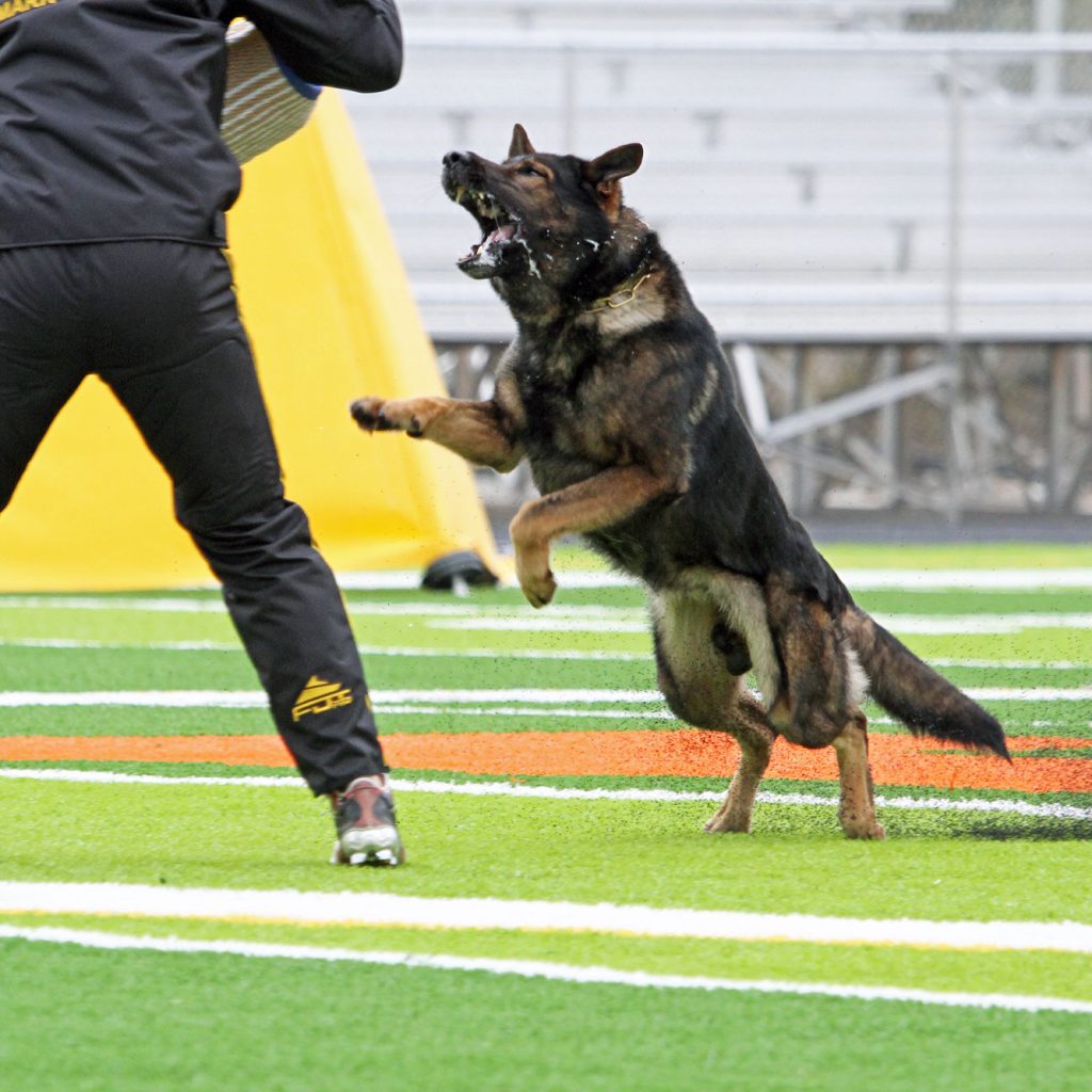 Purpose | American Working Dog Federation